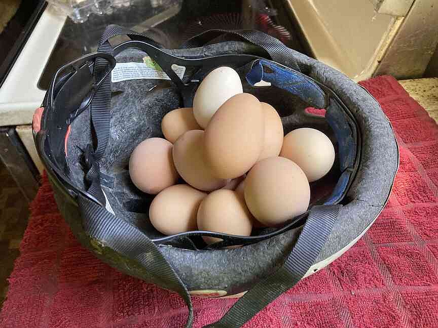 OPINION | Putthoff Eggs for fish barter good deal all around | The ...