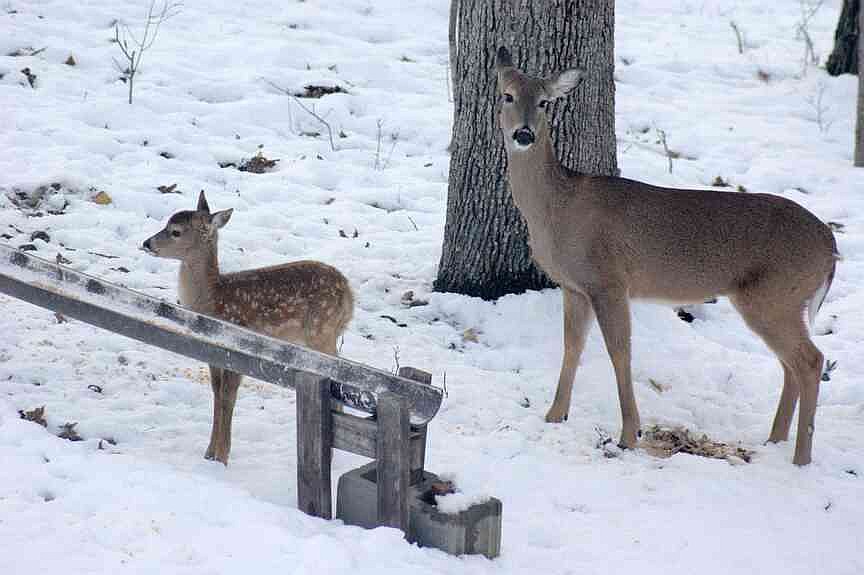 Seeing spots | The McDonald County Press