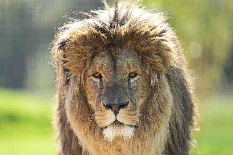 Traumatized lions in Ukraine rescued, relocated to England | The ...
