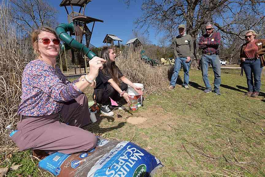 From blight-resistant seeds, hopefully will grow Ozark chinquapin trees ...
