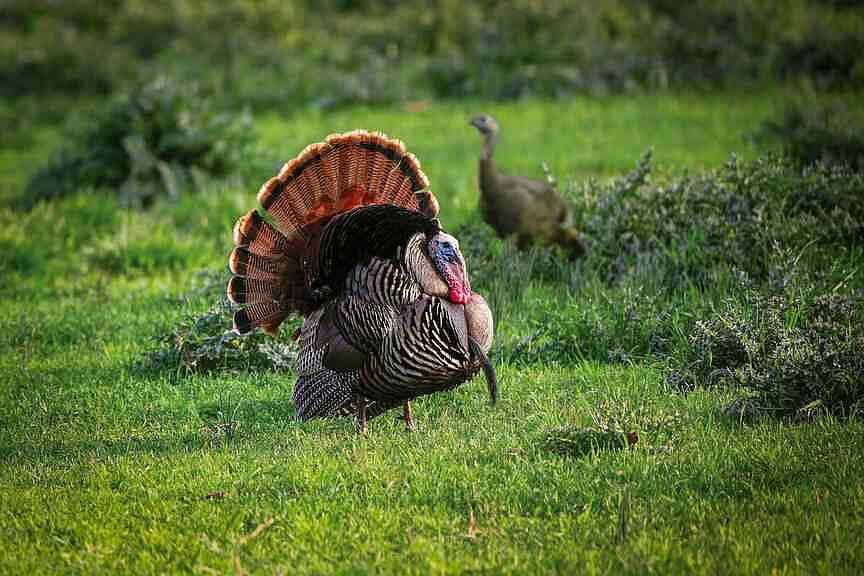 Hunters out to bag a gobbler need a tag first | Northwest Arkansas ...