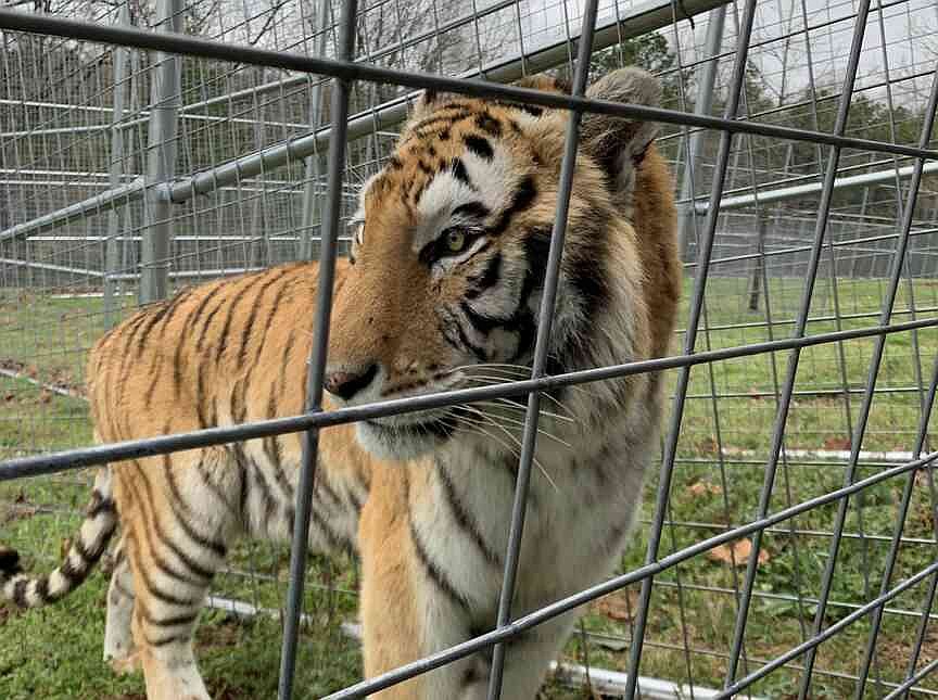 Turpentine Creek Wildlife Refuge staff transports seven tigers from ...