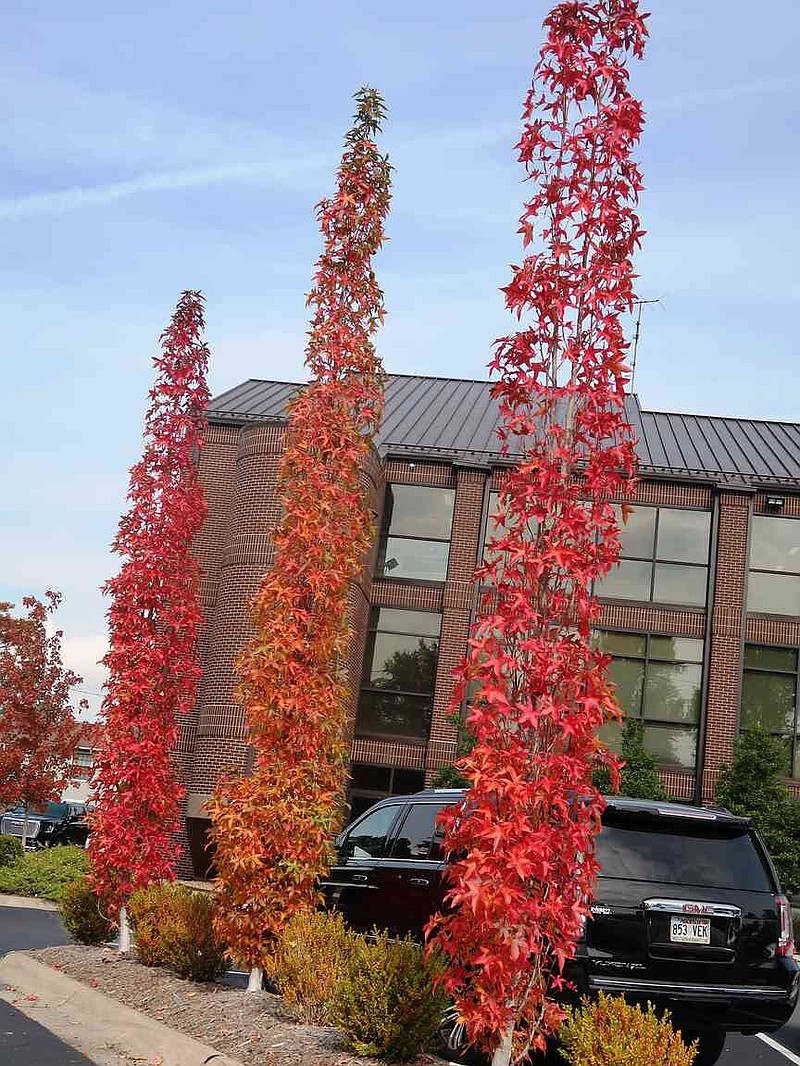 IN THE GARDEN: UAMS will host Earth Day activities on Thursday ...