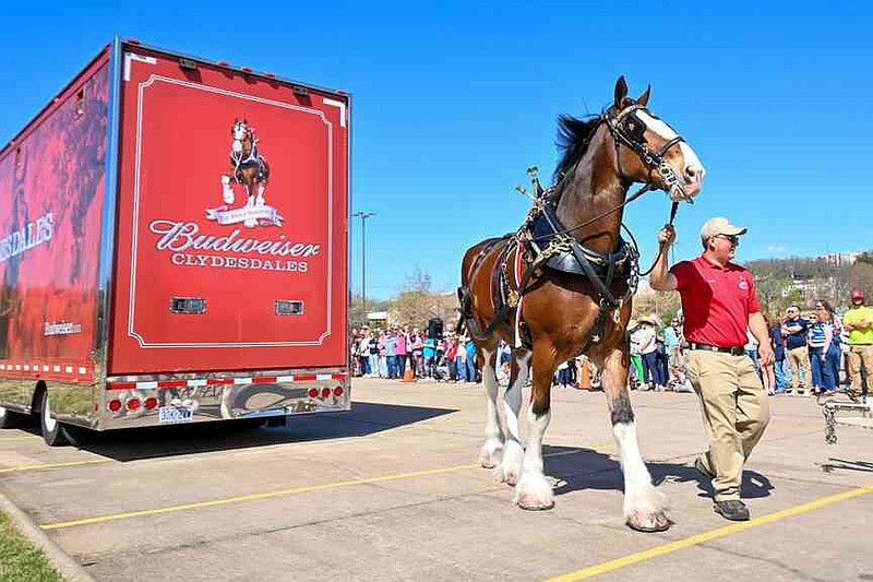 PHOTOS: Budweiser Clydesdales visit Fayetteville | The Arkansas ...
