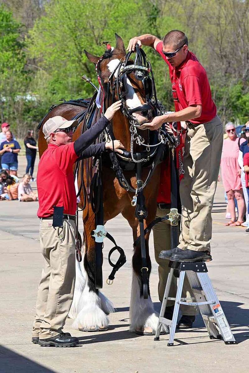 PHOTOS: Budweiser Clydesdales visit Fayetteville | Northwest Arkansas ...