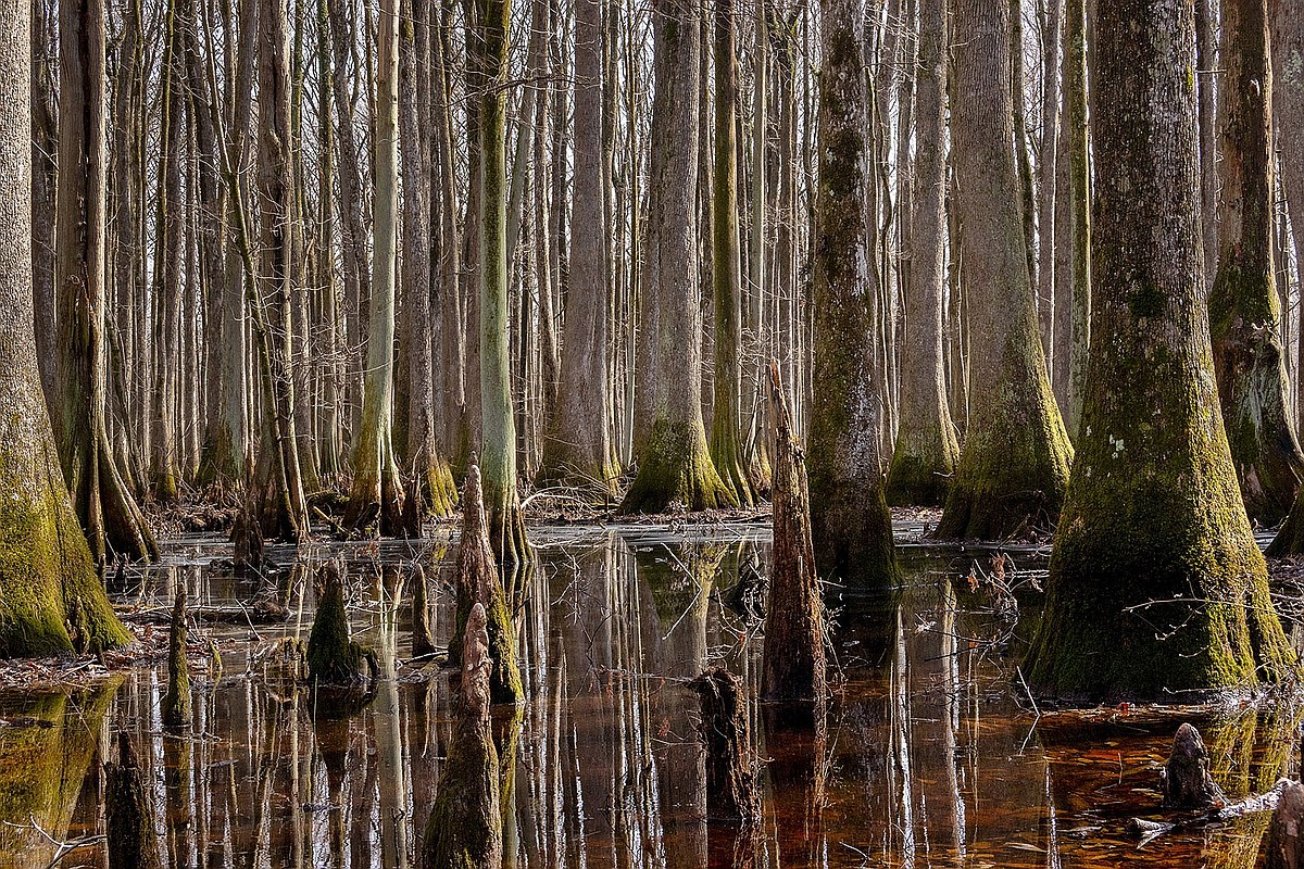 Delta duck hunting offers conservation solutions, but the ducks are ...