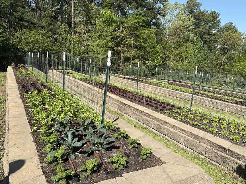 Healing power of plants: Arkansas Heart Hospital garden helps patients ...