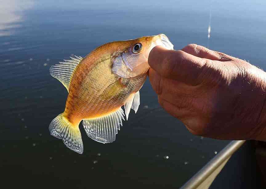 OPINION | Flip Putthoff: Crappie spawn first in small lakes | Westside ...