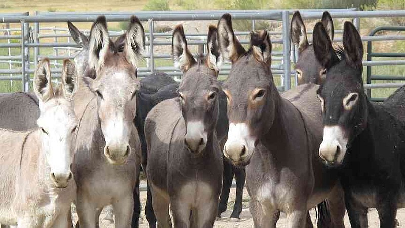 Bureau of Land Management bringing 150 wild horses and burros to Hot ...
