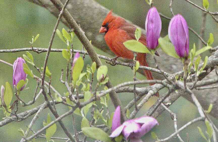 Northern Cardinal | Westside Eagle Observer