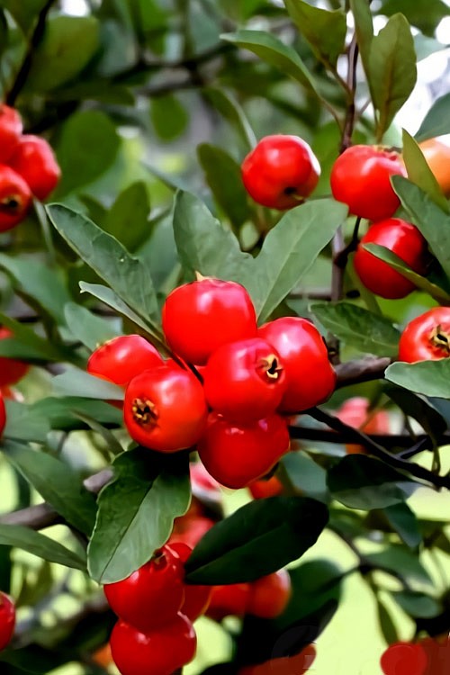 The 33rd annual Mayhaw Festival in El Dorado to include cook-off | El ...
