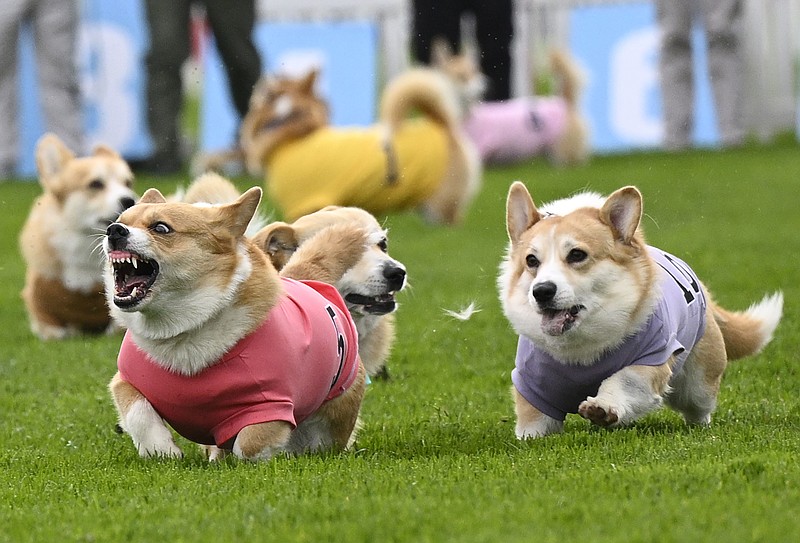 Queen Elizabeth II's favorite dogs race for glory in Britain's Corgi ...