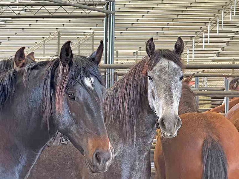 WATCH | Bureau of Land Management offers 150 wild horses, burros for ...