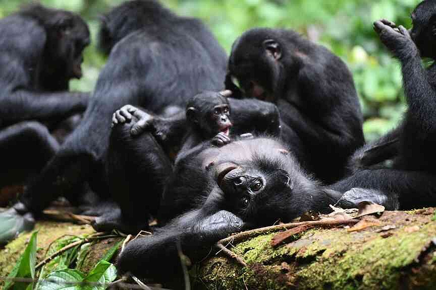 Bonobos in Congo form girl groups to fend off male aggression, study ...