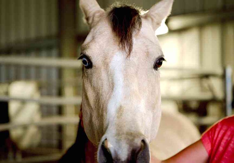 On the trot: Bowie County farm a place for colts, fillies to get some ...