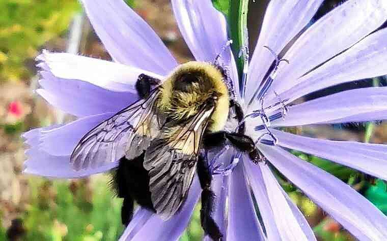 Master Pollinator Steward program starts May 5 | The McDonald County Press