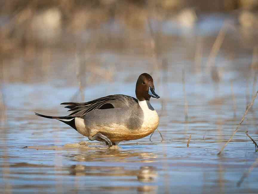 Opportunity abounds for hunting pintail duck | Pine Bluff Commercial News
