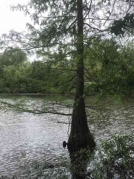 Alligator sightings in Russellville aren’t a myth | Northwest Arkansas ...