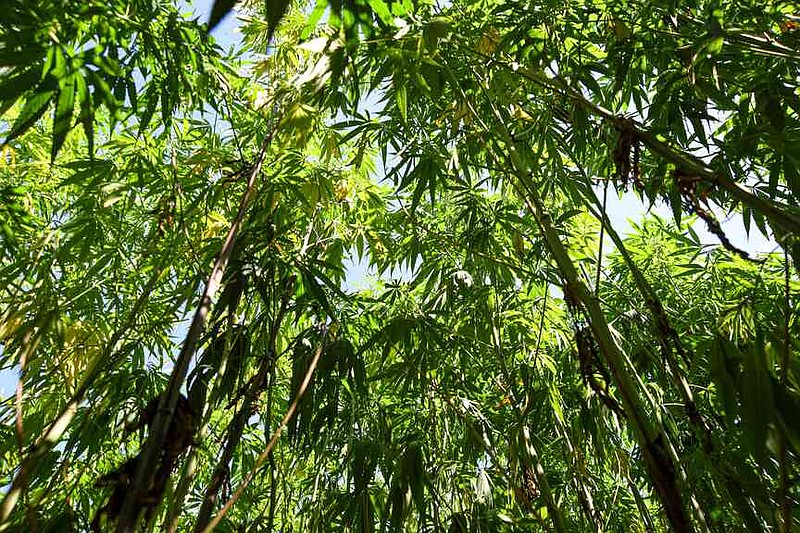 LU ‘climate-smart’ hemp project loses federal funding | Jefferson City ...