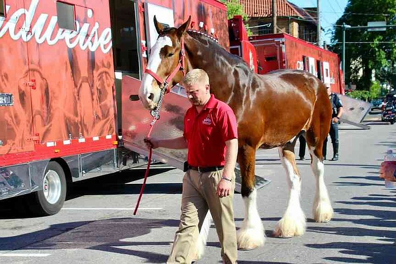 WATCH | Budweiser Clydesdales make return appearance in Hot Springs ...