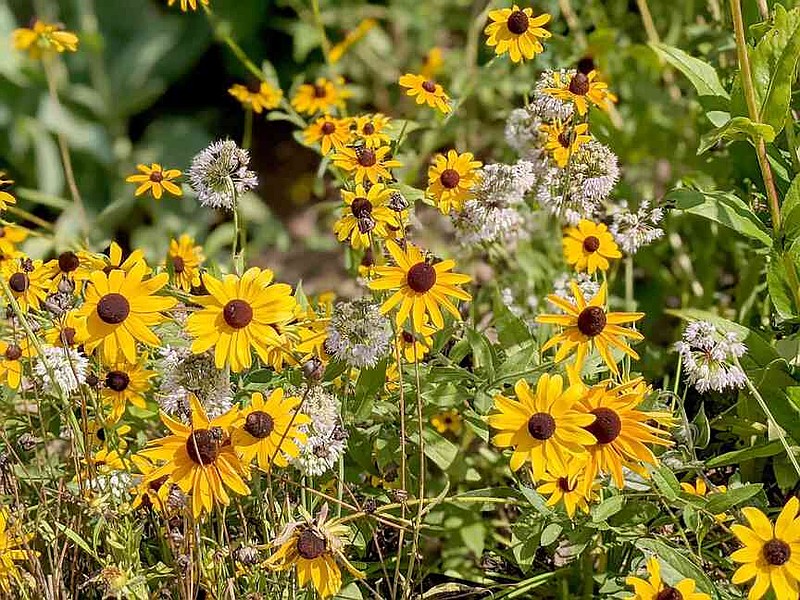 Native plants a good choice for Arkansas landscapes | The Washington ...