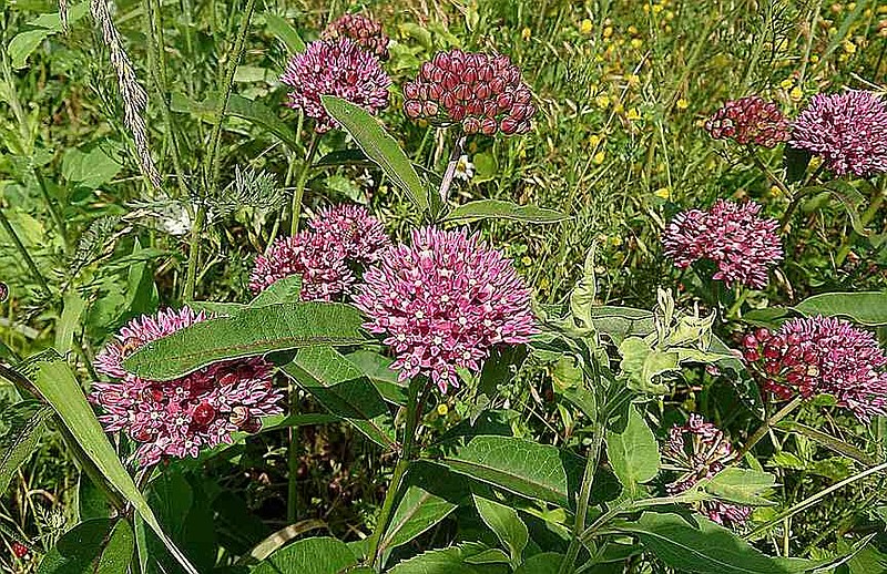 Native plants a good choice for Arkansas landscapes | The Washington ...