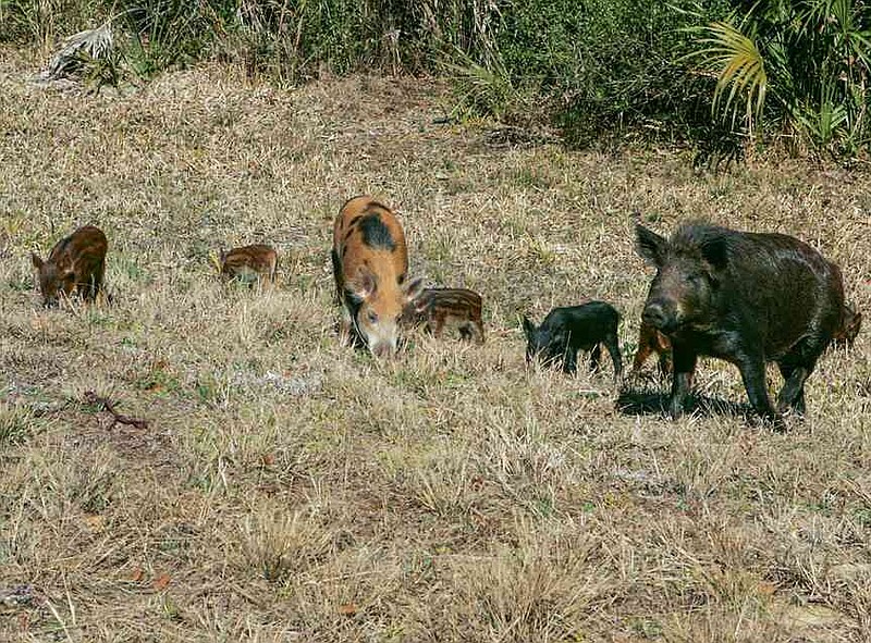 Arkansas battles feral hog invasion: A timeline of eradication efforts ...