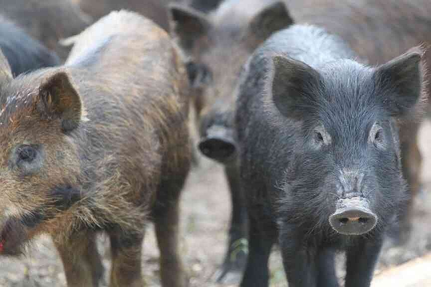 Arkansas battles feral hog invasion: A timeline of eradication efforts ...