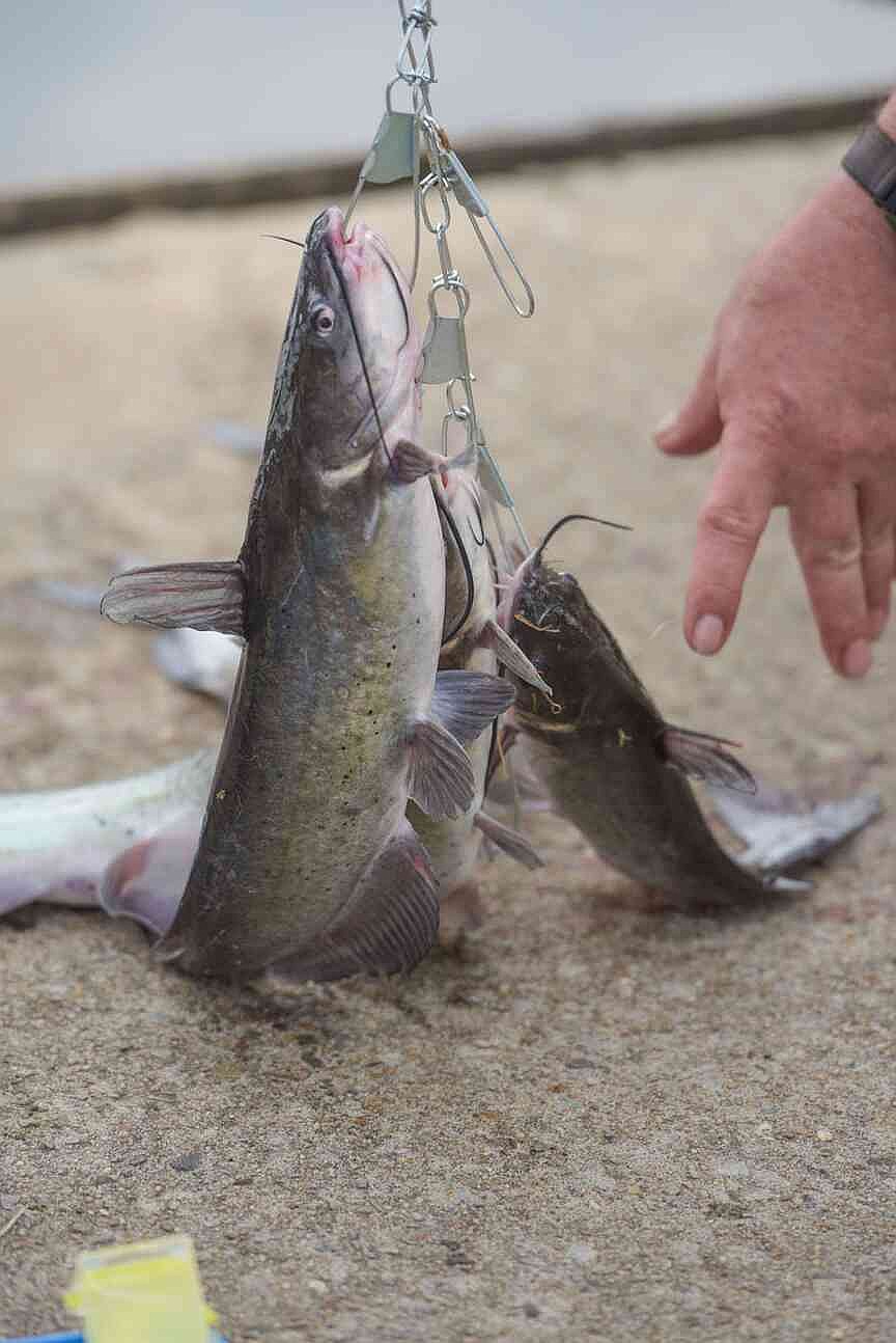 OPINION | Putthoff Limb lines easy way to catch catfish anytime of day ...