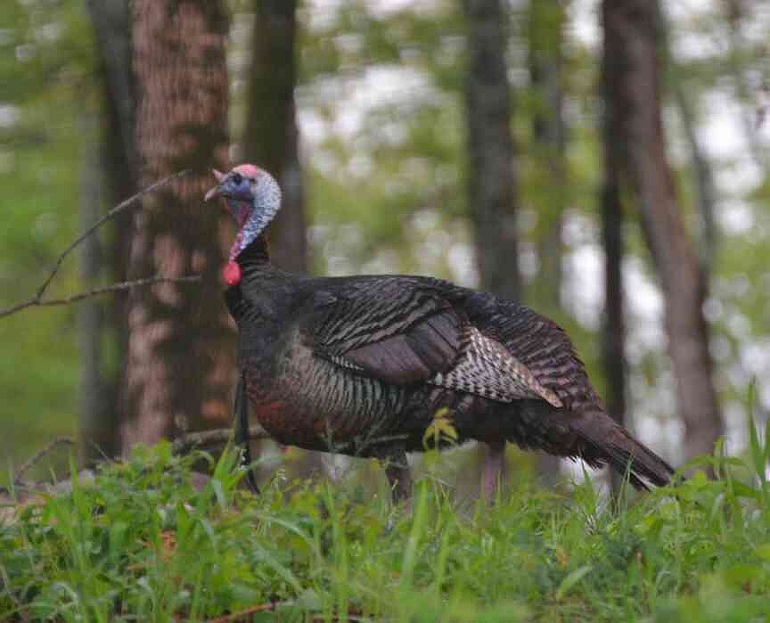 Arkansas hunters report 11,332 turkeys for spring, up 21% from 2024 ...