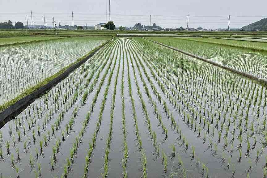 Japan dealing with rice shortage | Northwest Arkansas Democrat-Gazette