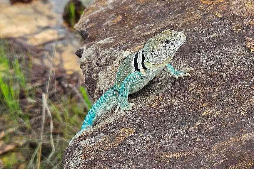 Efforts relocate collared lizards to west-central Arkansas | The ...