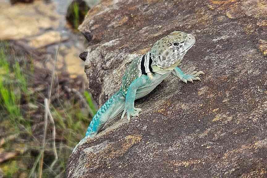 Oklahoma-born lizards transplanted to Arkansas to help restore habitat ...