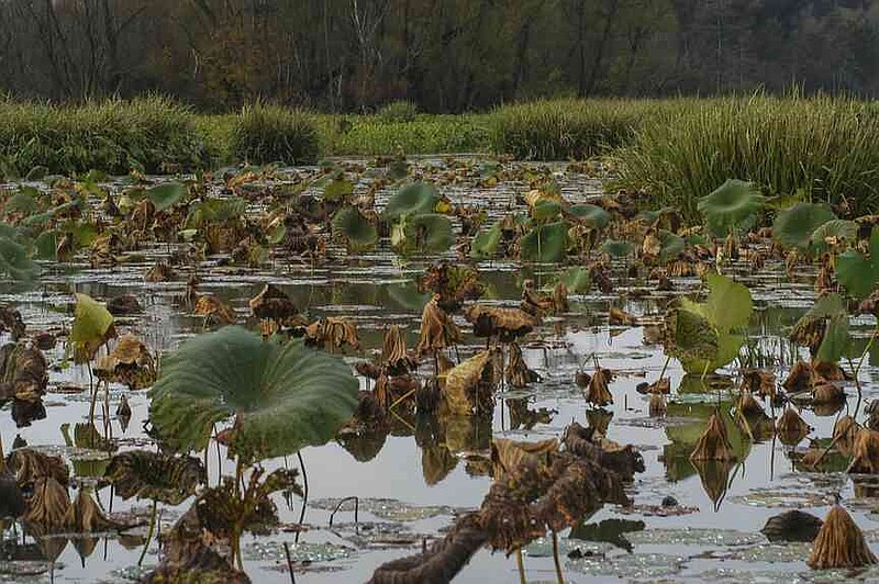 Big Lake: A magical patch of paradise in Arkansas’ smallest federally ...