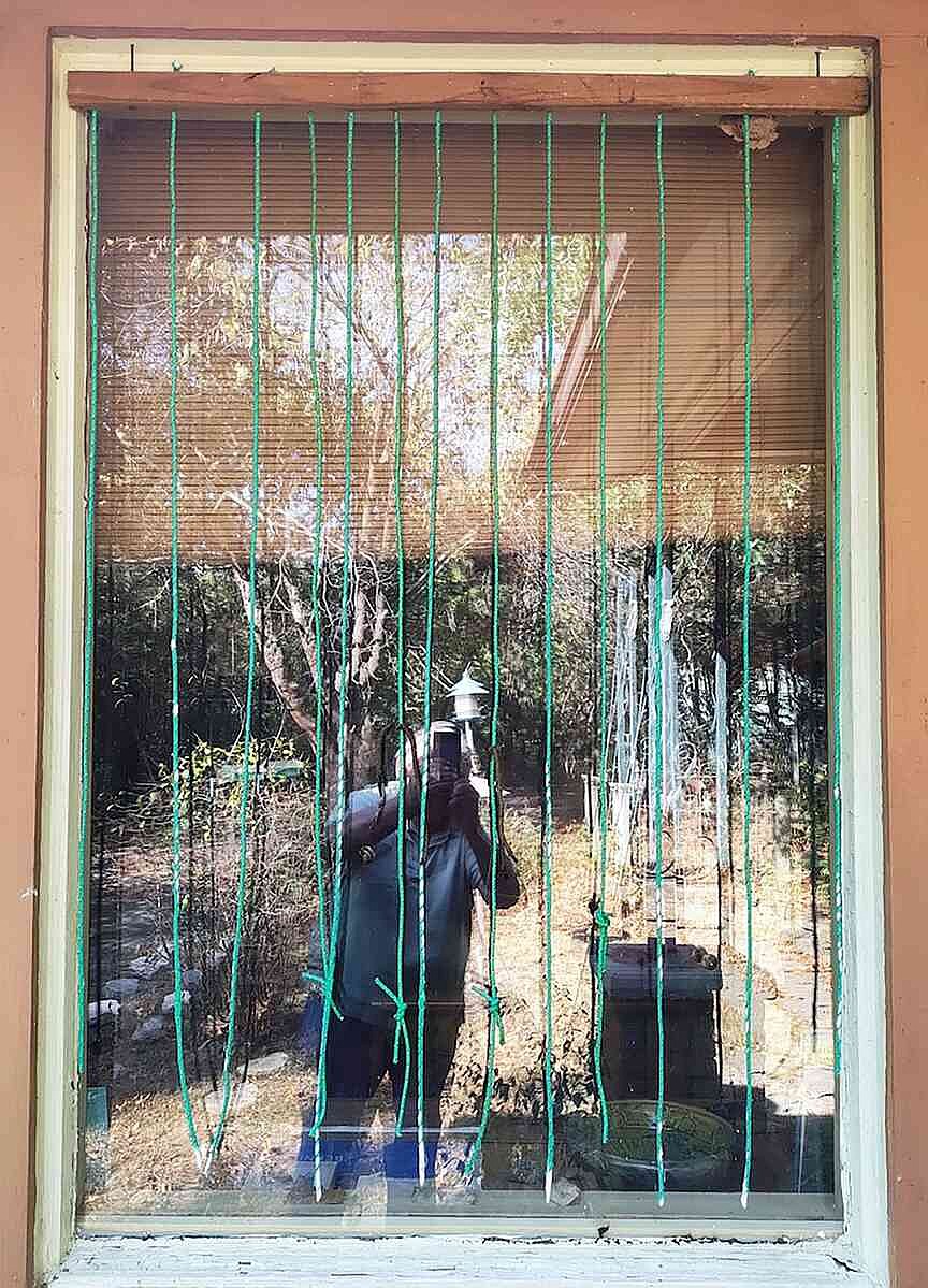 Ideas help save birds from fatal glass crashes | The Arkansas Democrat ...