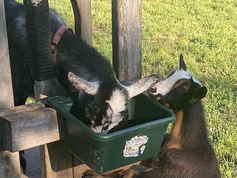 Farm continues to expand business ventures | Westside Eagle Observer