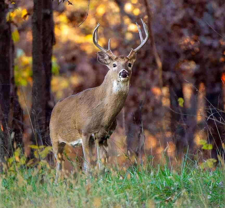 Applications open for deer hunts on public areas | Northwest Arkansas ...