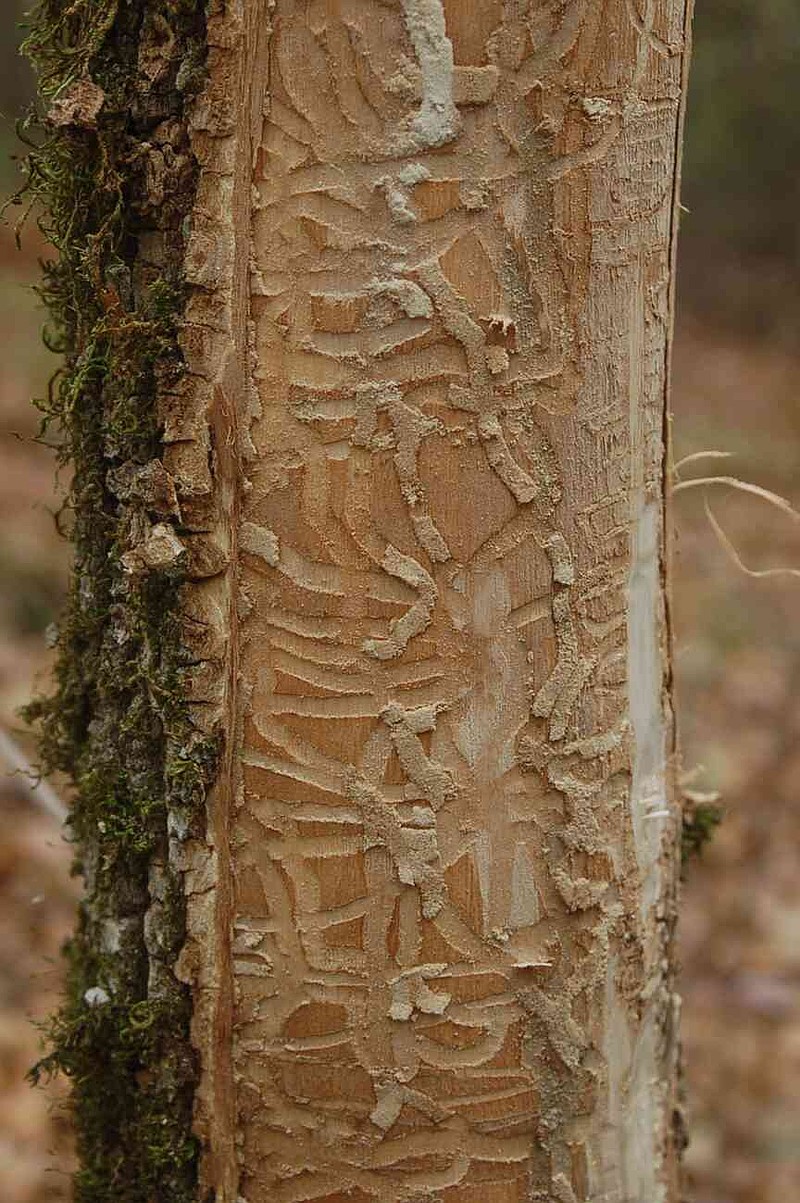 Invasive insect to arrive in Fayetteville | Northwest Arkansas Democrat ...