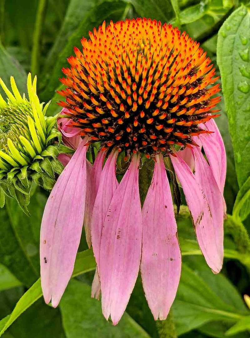 Echinacea blooms | Westside Eagle Observer