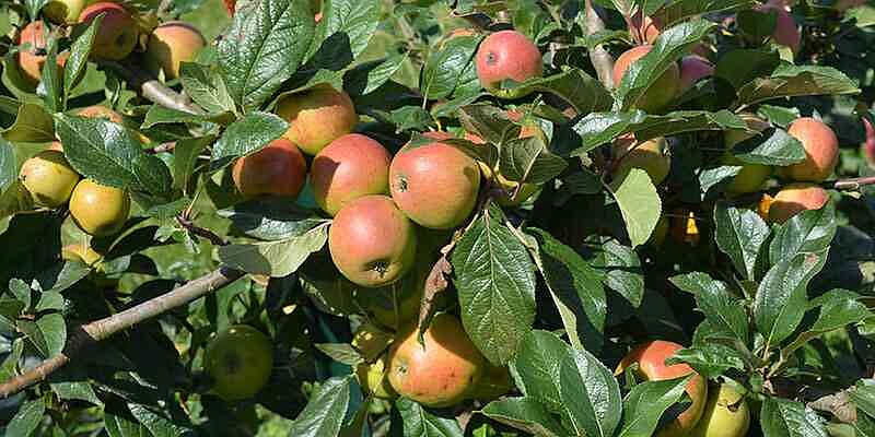 Growing fruit trees: A guide for home gardeners | The McDonald County Press