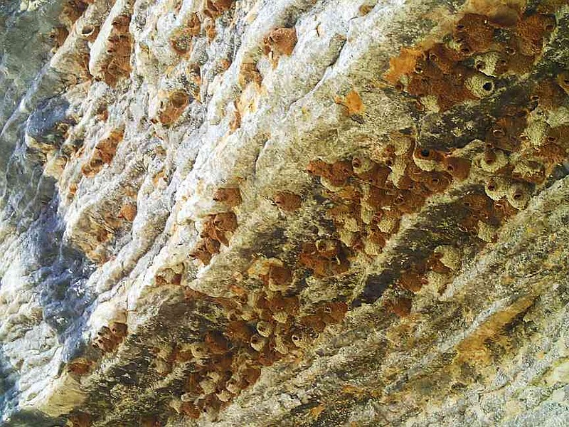 High water turns lowland into swampy wonderland at War Eagle | The ...