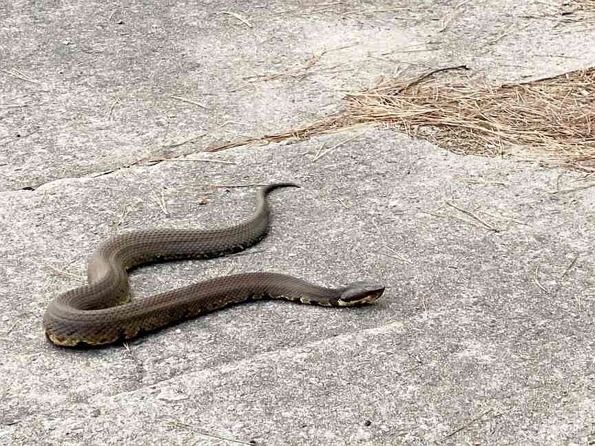 Identify, avoid Arkansas’ six venomous snake species this summer | Hot ...