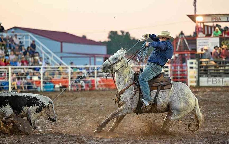 Champion heeler sets his sights on the purse at the 67th Siloam Springs ...