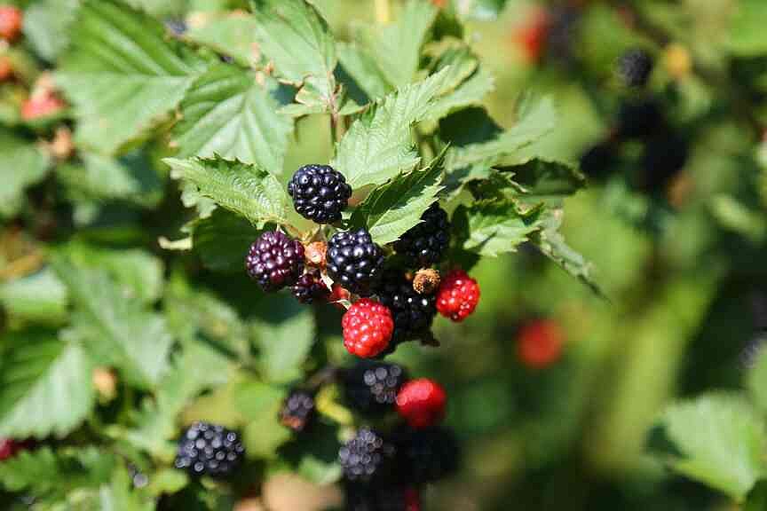State’s blackberries endured spring of ‘hail and fire,’ farm expert ...