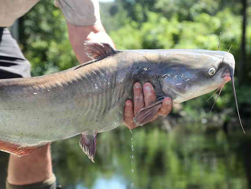 Baxter donates extra fish for pond-stocking | Pine Bluff Commercial News