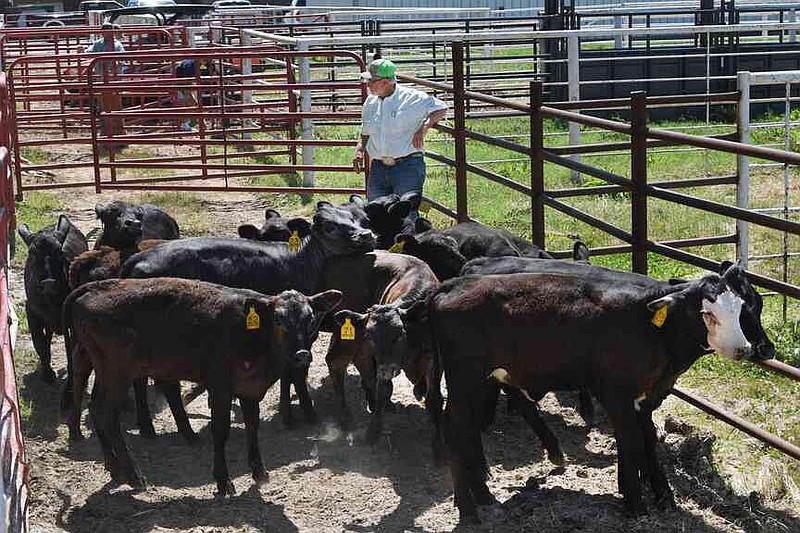 PHOTOS: Ready to rodeo in Springdale | The Arkansas Democrat-Gazette ...