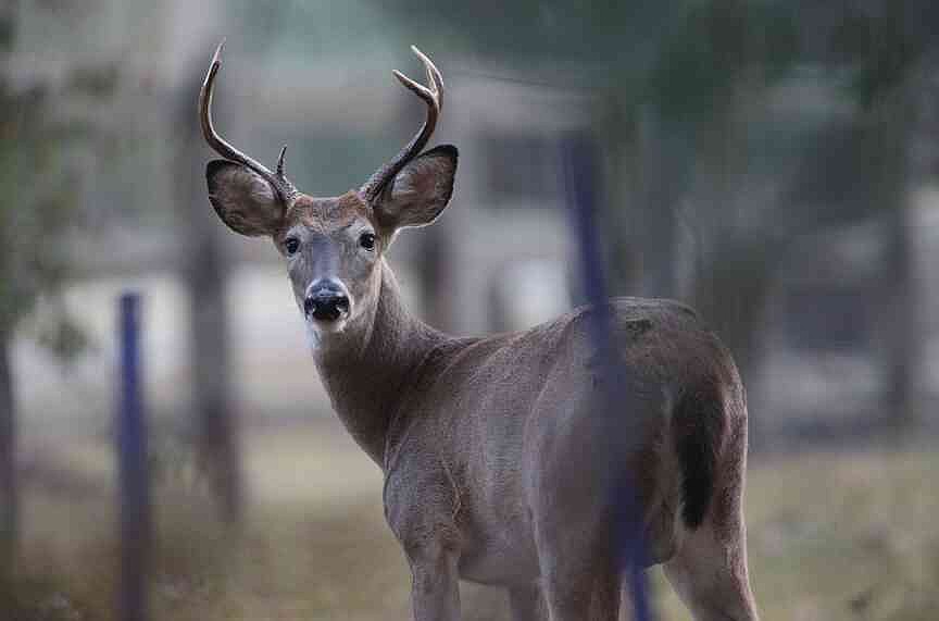 Urban Archery Deer Hunts begin Sept. 1 | Hot Springs Sentinel Record