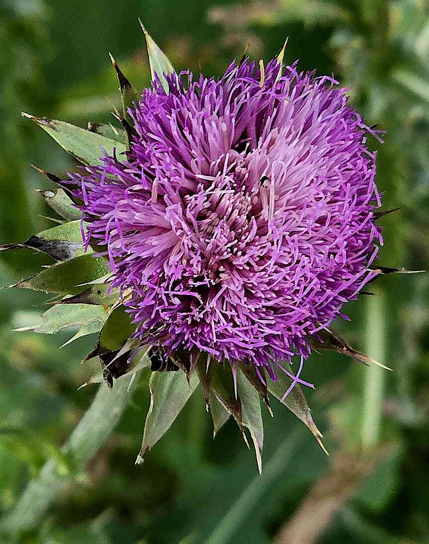 Taking a summertime walk in Gentry’s nature park | Westside Eagle Observer