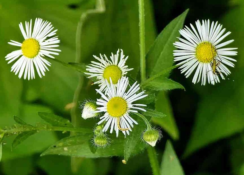 Taking a summertime walk in Gentry’s nature park | Westside Eagle Observer