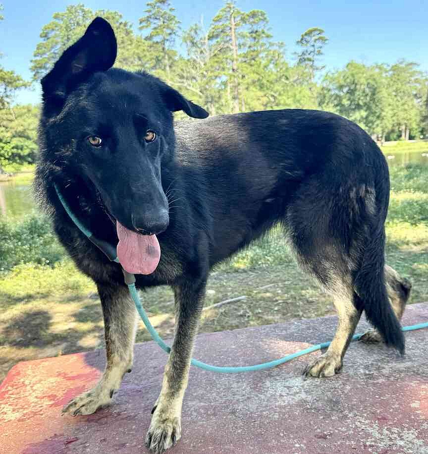 Meet Blakeley | Pine Bluff Commercial News